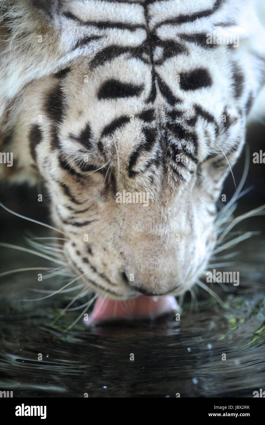 A close up shot of a white Tiger Stock Photo - Alamy