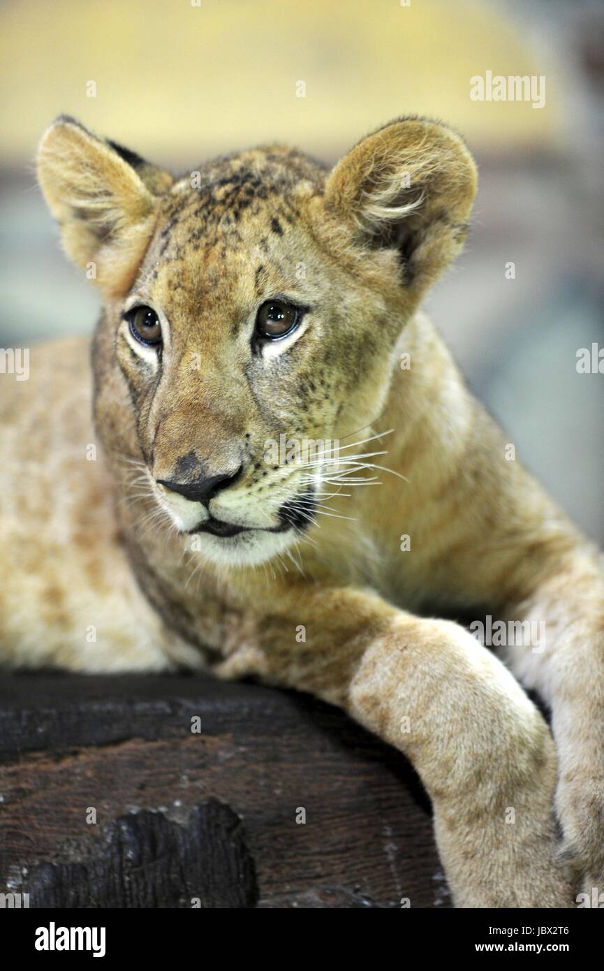 A close up shot of a Lion Cub Stock Photo - Alamy