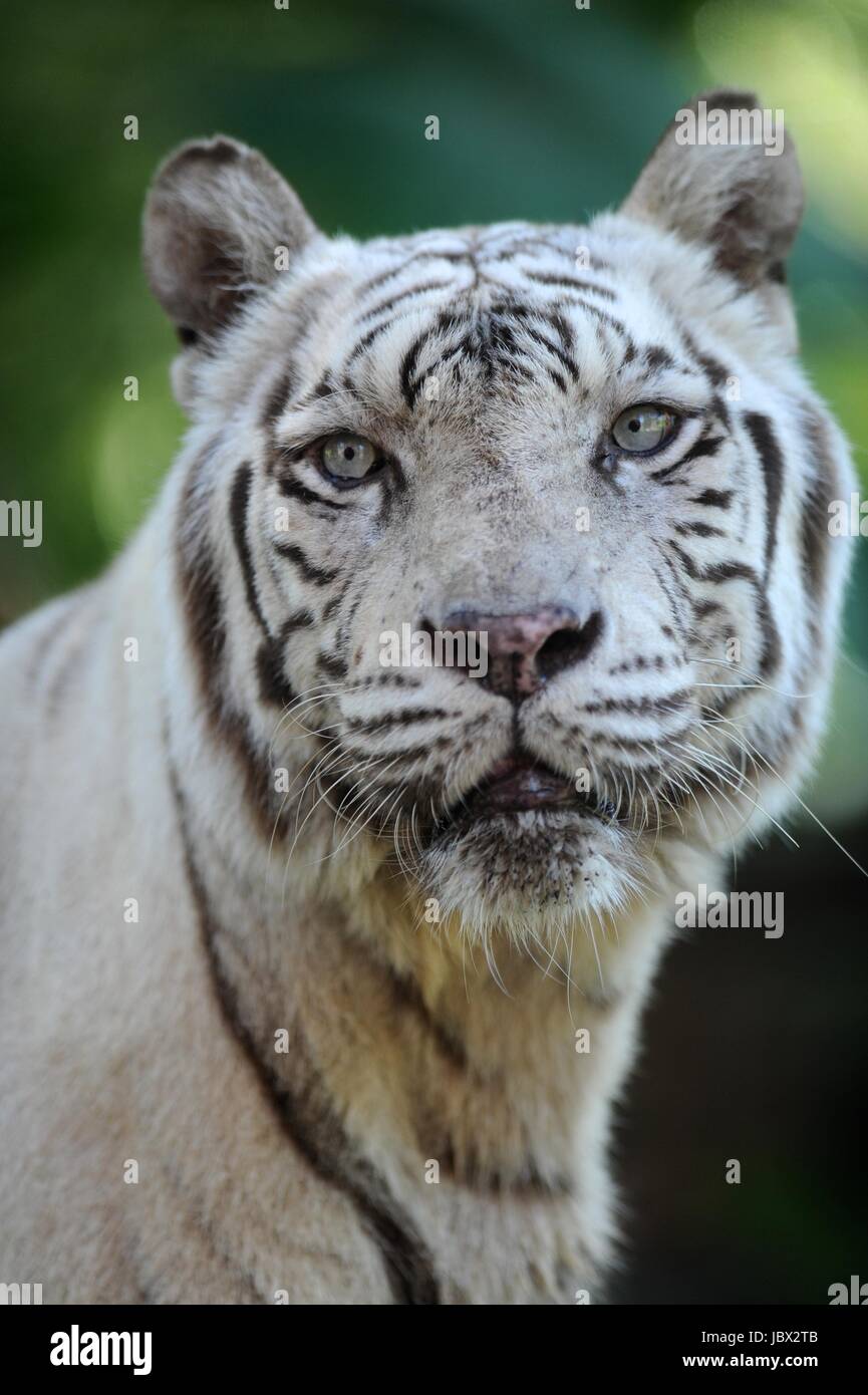 A close up shot of a white Tiger Stock Photo - Alamy