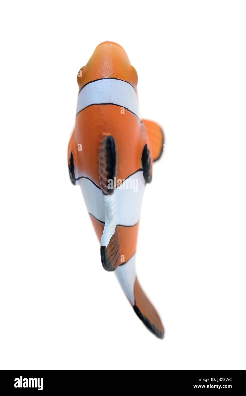 A close up shot of a Clown Fish Stock Photo - Alamy