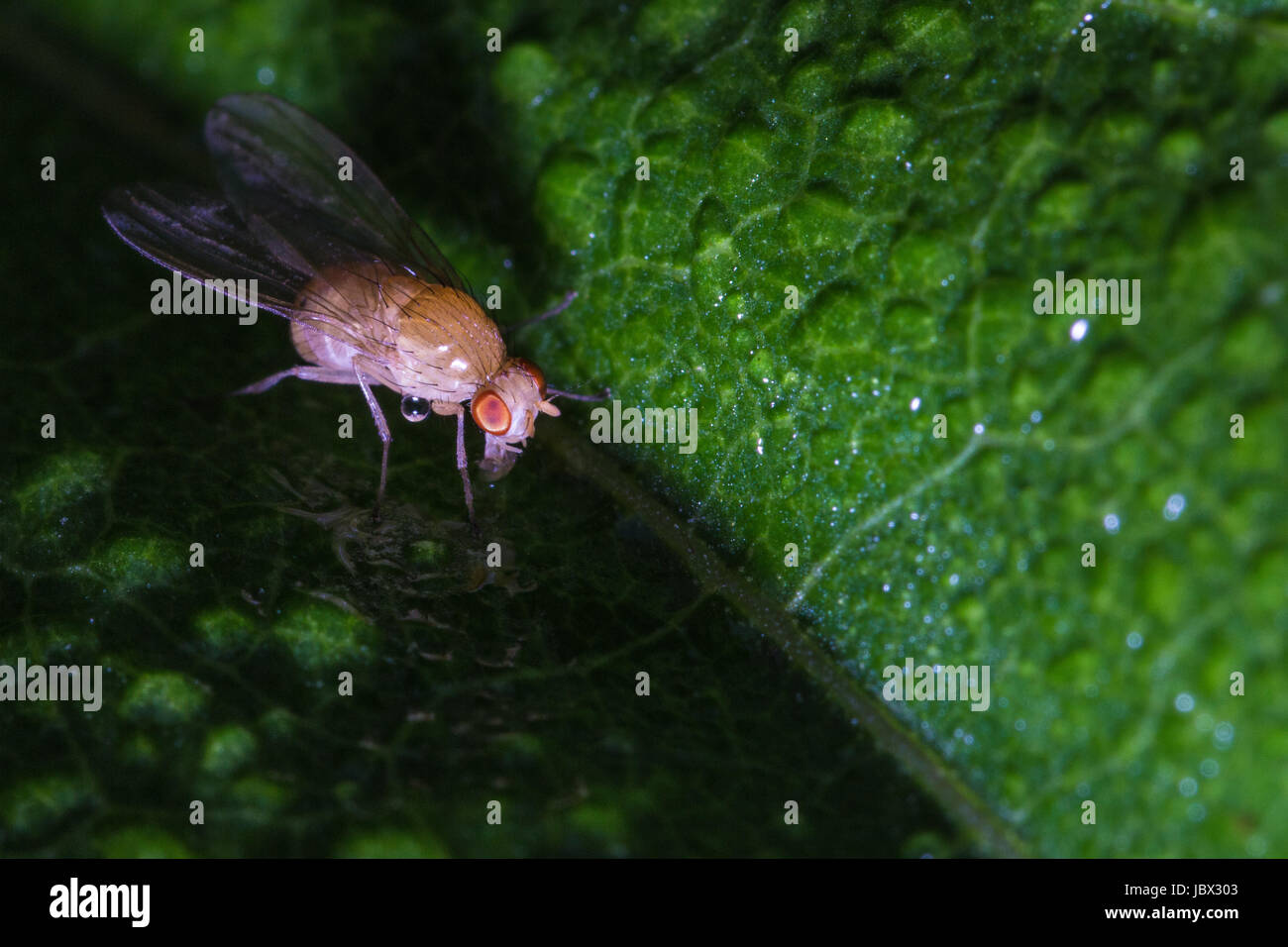 small fly in morning dew Stock Photo - Alamy