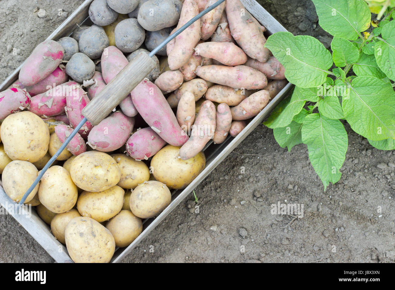 Bamberg potato hi-res stock photography and images - Alamy