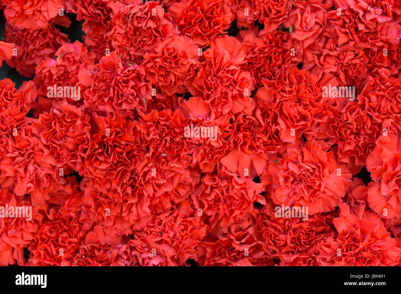 Red carnation flowers background. Blossom texture. Summer pattern Stock ...