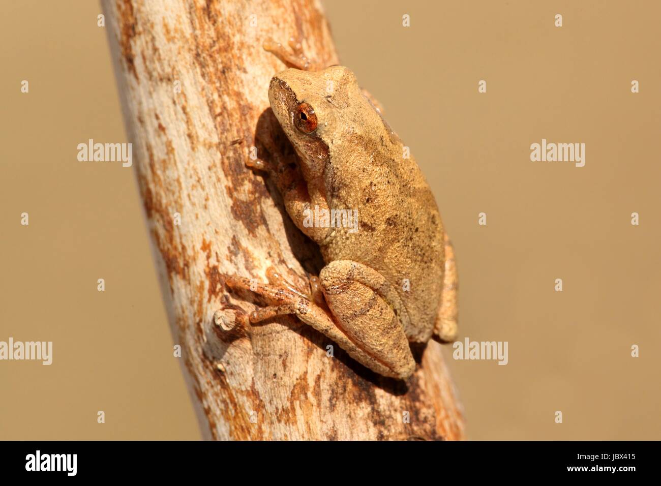 Spring Peeper (Pseudacris crucifer) on a log with a green background ...