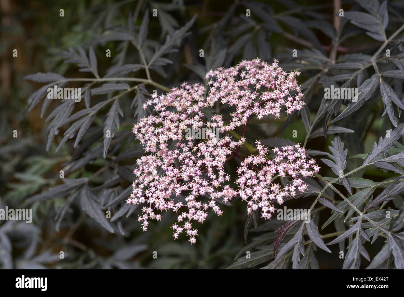Sambucus Nigra, Black Lace, Bourtree, common elder Stock Photo - Alamy