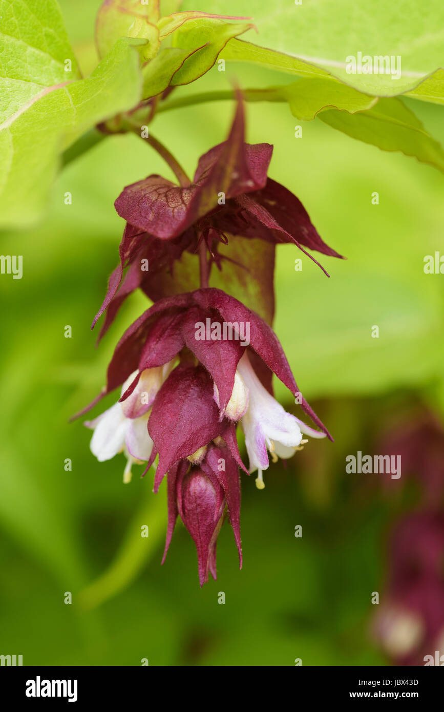 Leycesteria Formosa.Himalayan Honeysuckle.caprifoliaceae Stock Photo ...