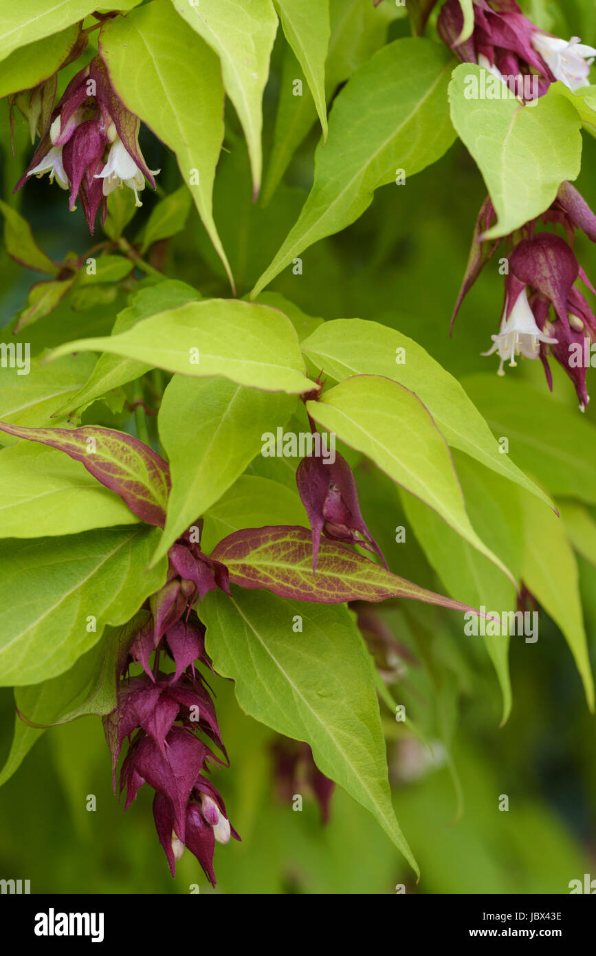 Leycesteria Formosa.Himalayan Honeysuckle.caprifoliaceae Stock Photo ...