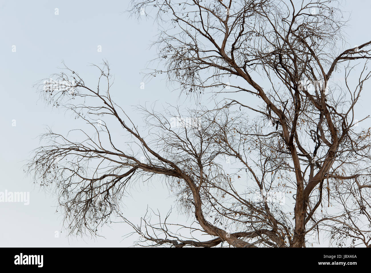 Branches of a large tree. It takes place in the province of Alicante ...