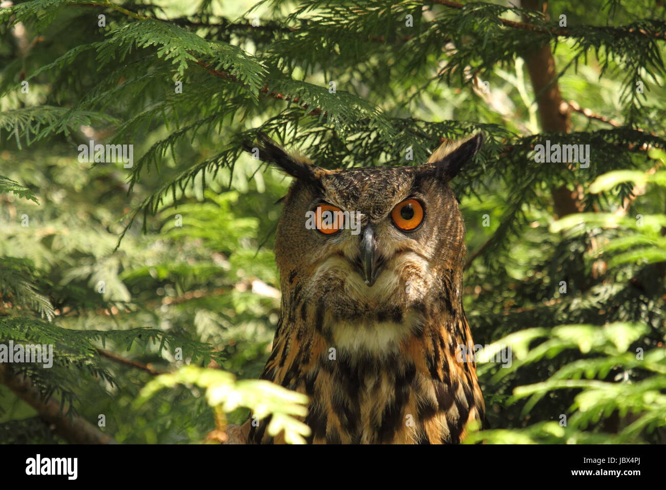 beautiful local wildlife Stock Photo - Alamy