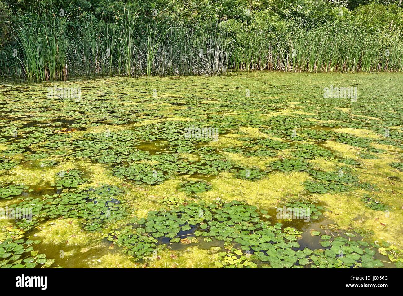 Swamp surface with green water plants Stock Photo - Alamy