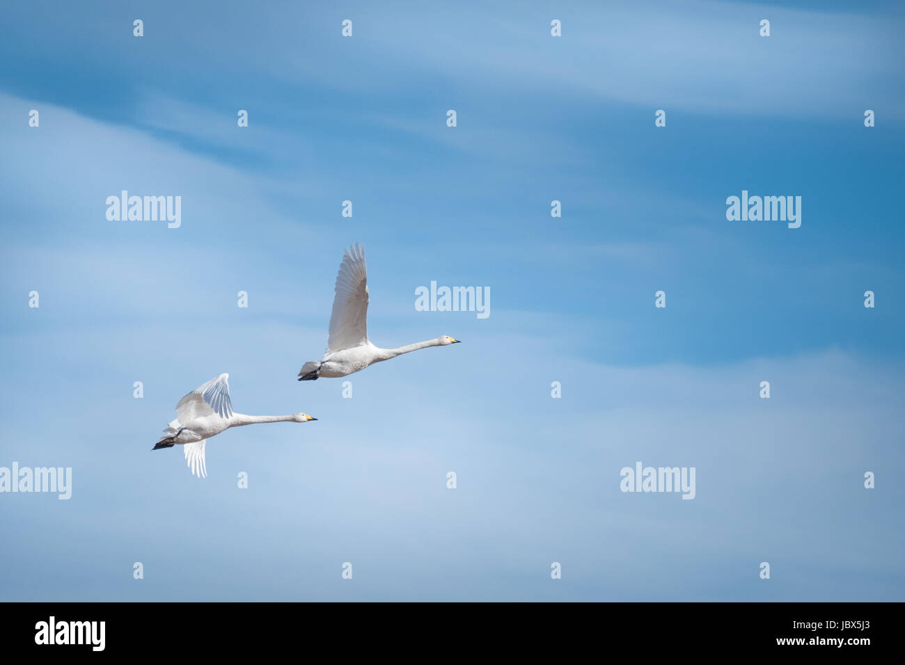 Two swans flying against blue sky Stock Photo - Alamy