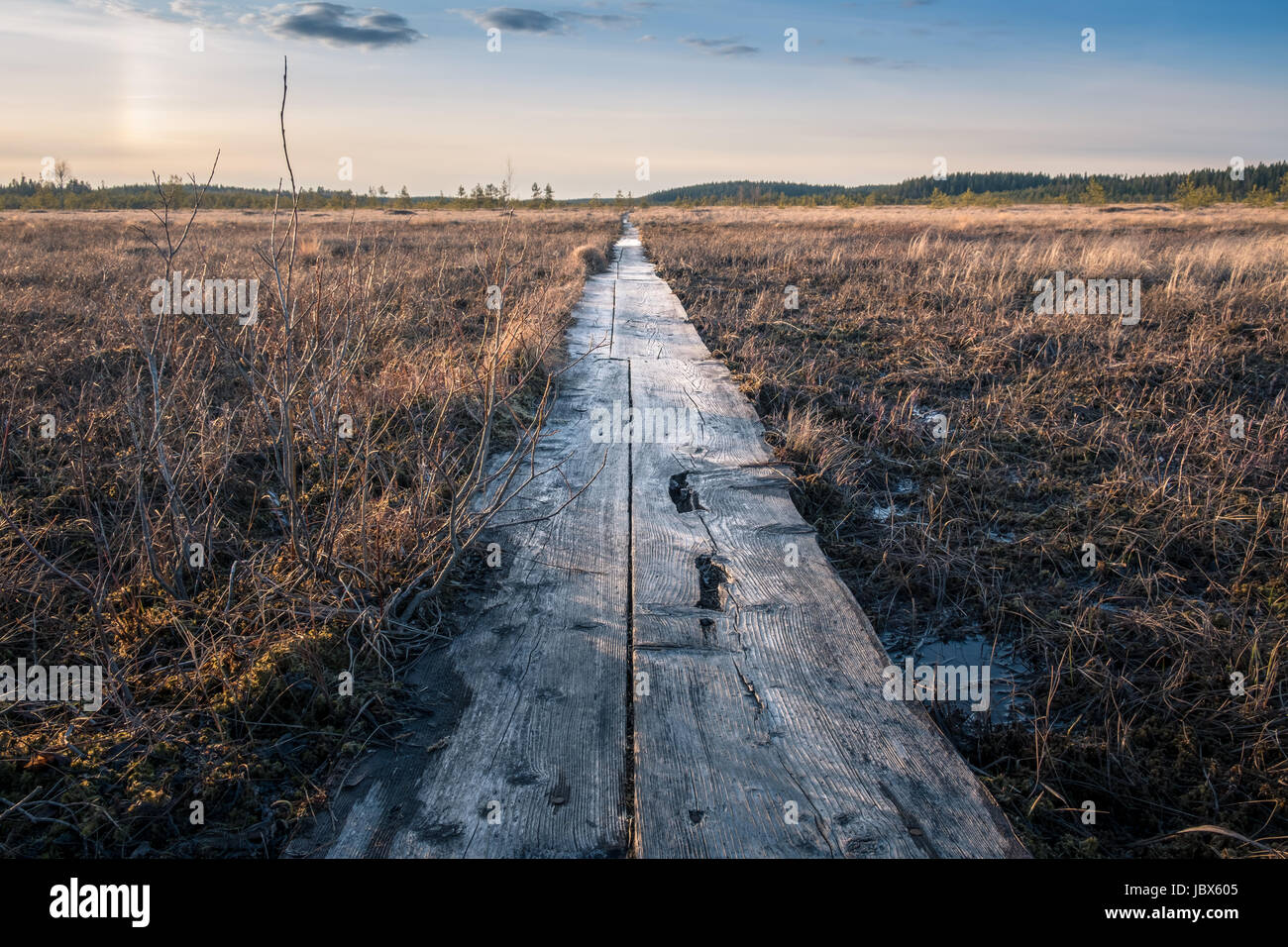 Landscape with sunset at evening in swamp Finland Stock Photo - Alamy