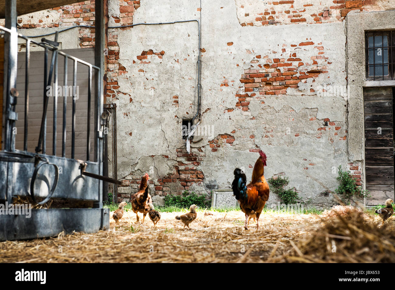 Farm yard hi-res stock photography and images - Alamy