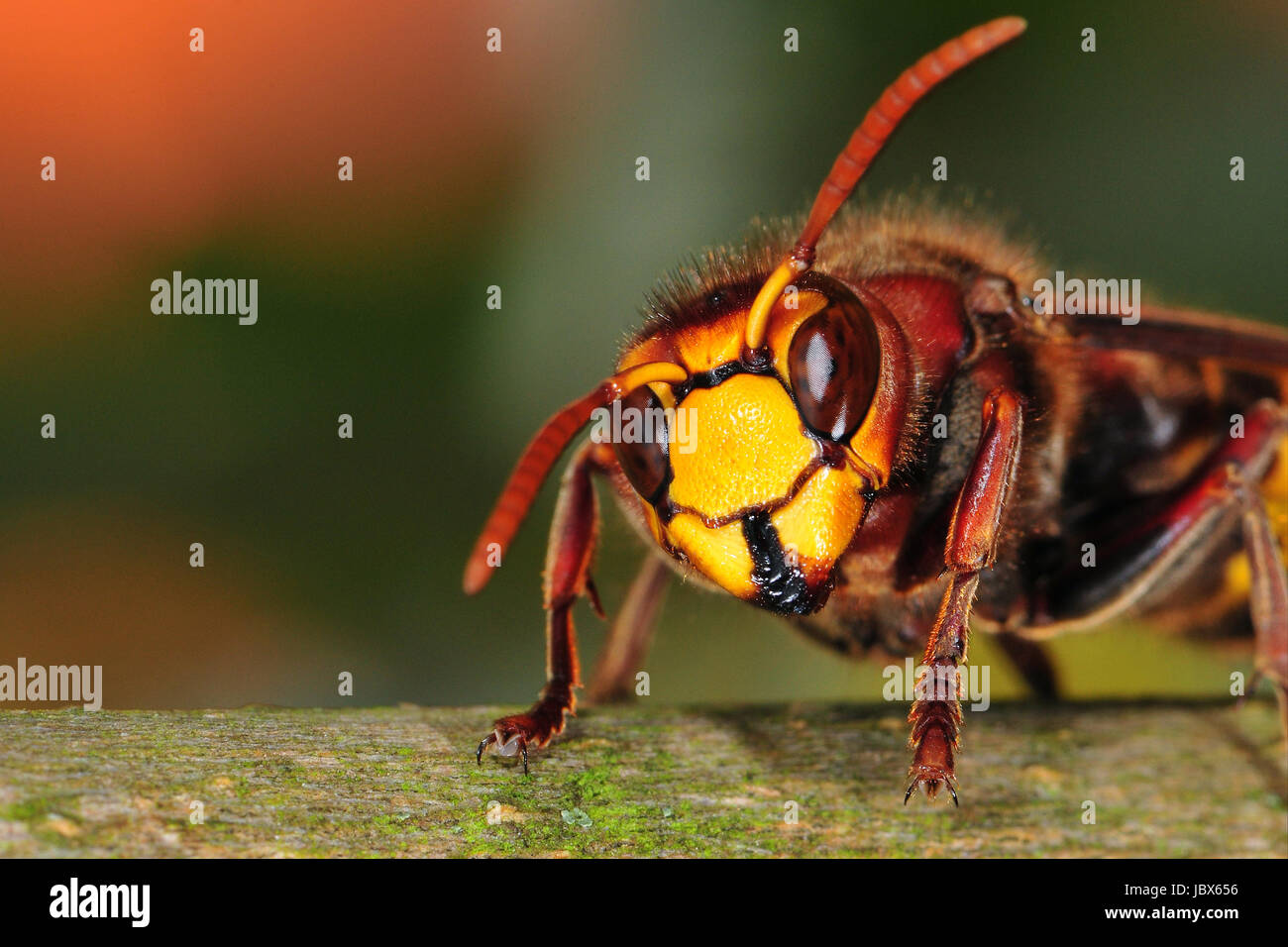 Hornissenportraits hi-res stock photography and images - Alamy