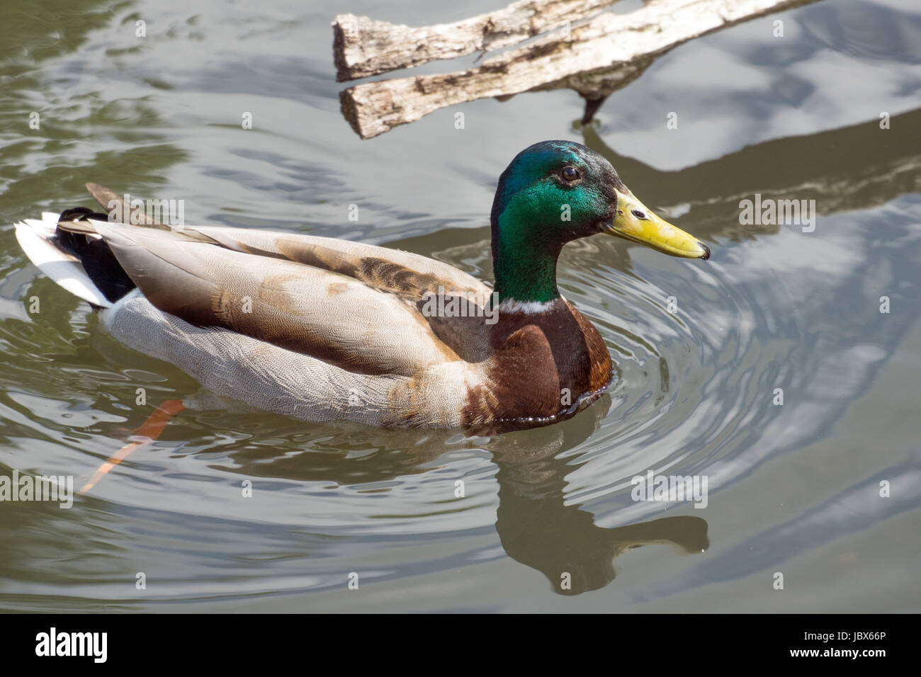 Duck in the water Stock Photo - Alamy