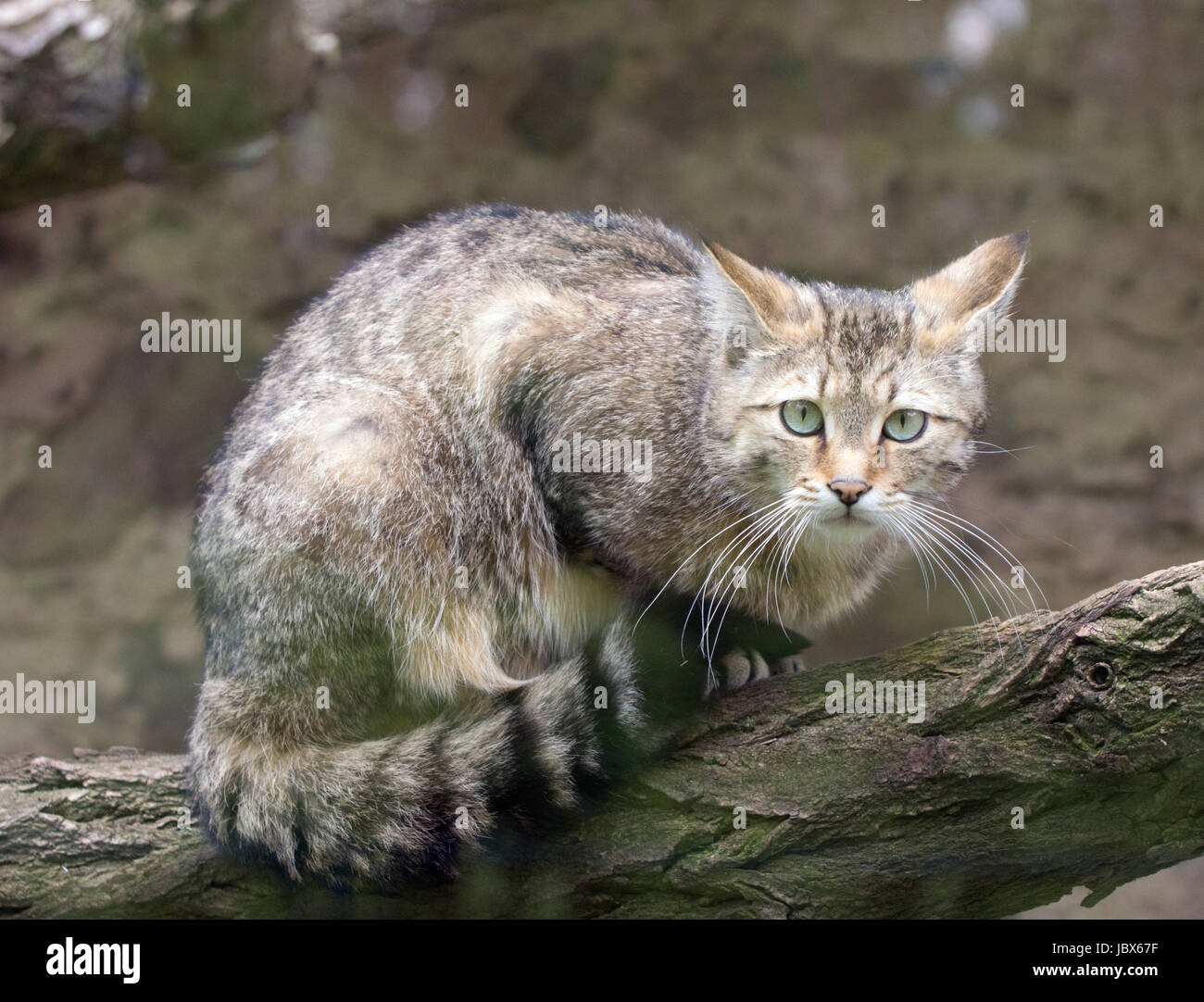 Big cat on a tree trunk Stock Photo - Alamy