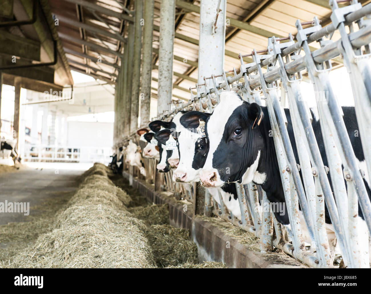 Row of cows looking from stalls at organic dairy farm Stock Photo - Alamy