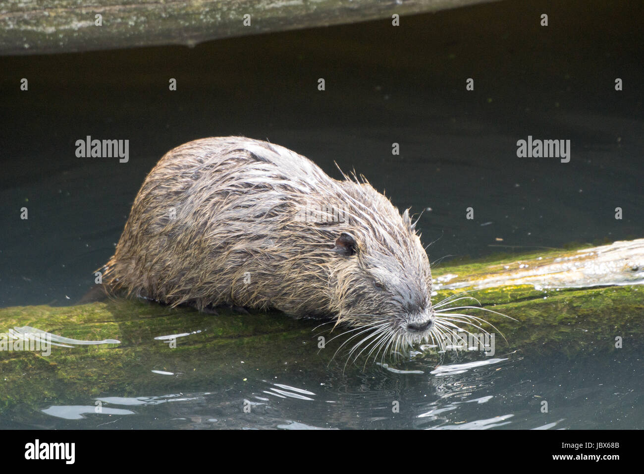 Beaver in the water Stock Photo - Alamy