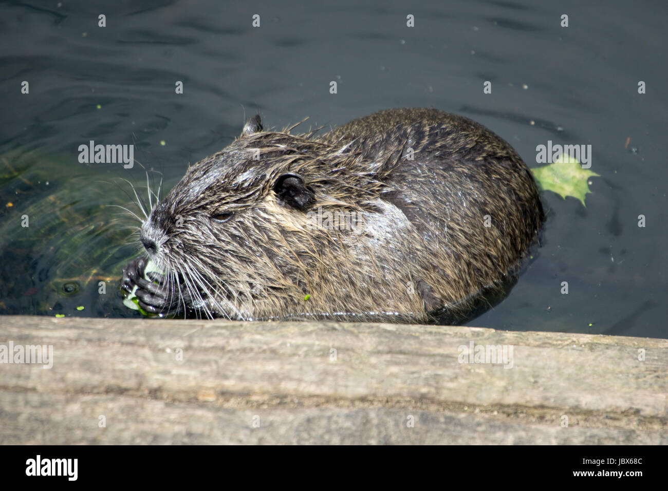 Beaver in the water Stock Photo - Alamy