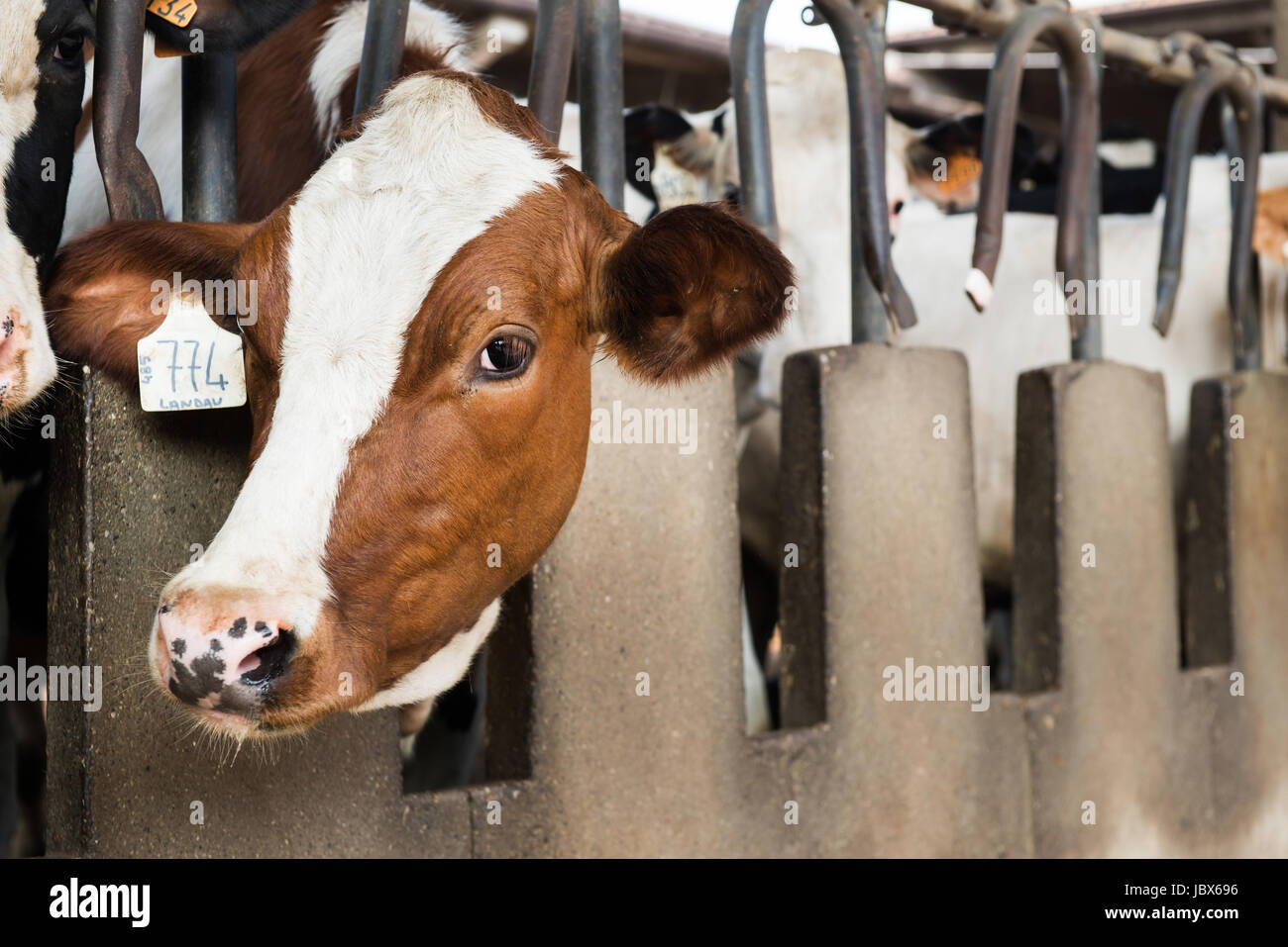 Cow looking from stall at organic dairy farm Stock Photo - Alamy