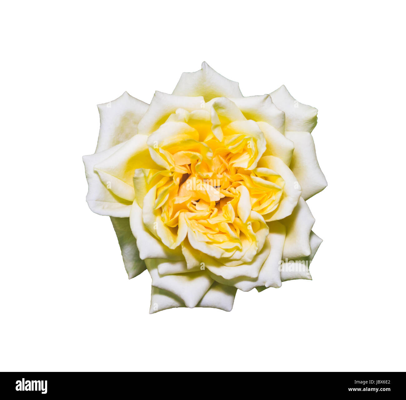 yellow rose flower white isolated with clipping path for customer Stock ...