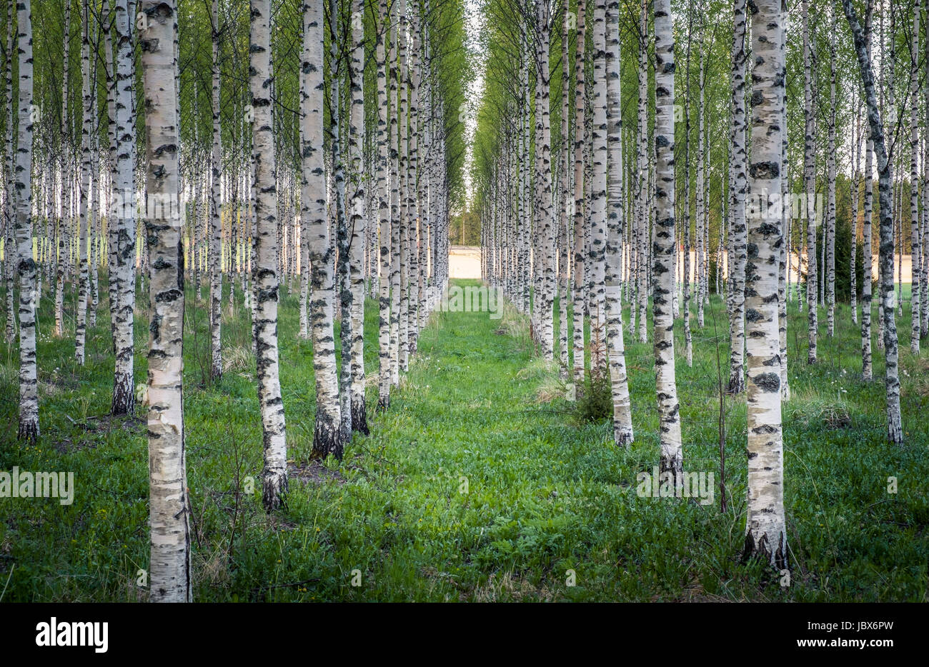 Scenic landscape with many birch trees at summer evening in Finland ...