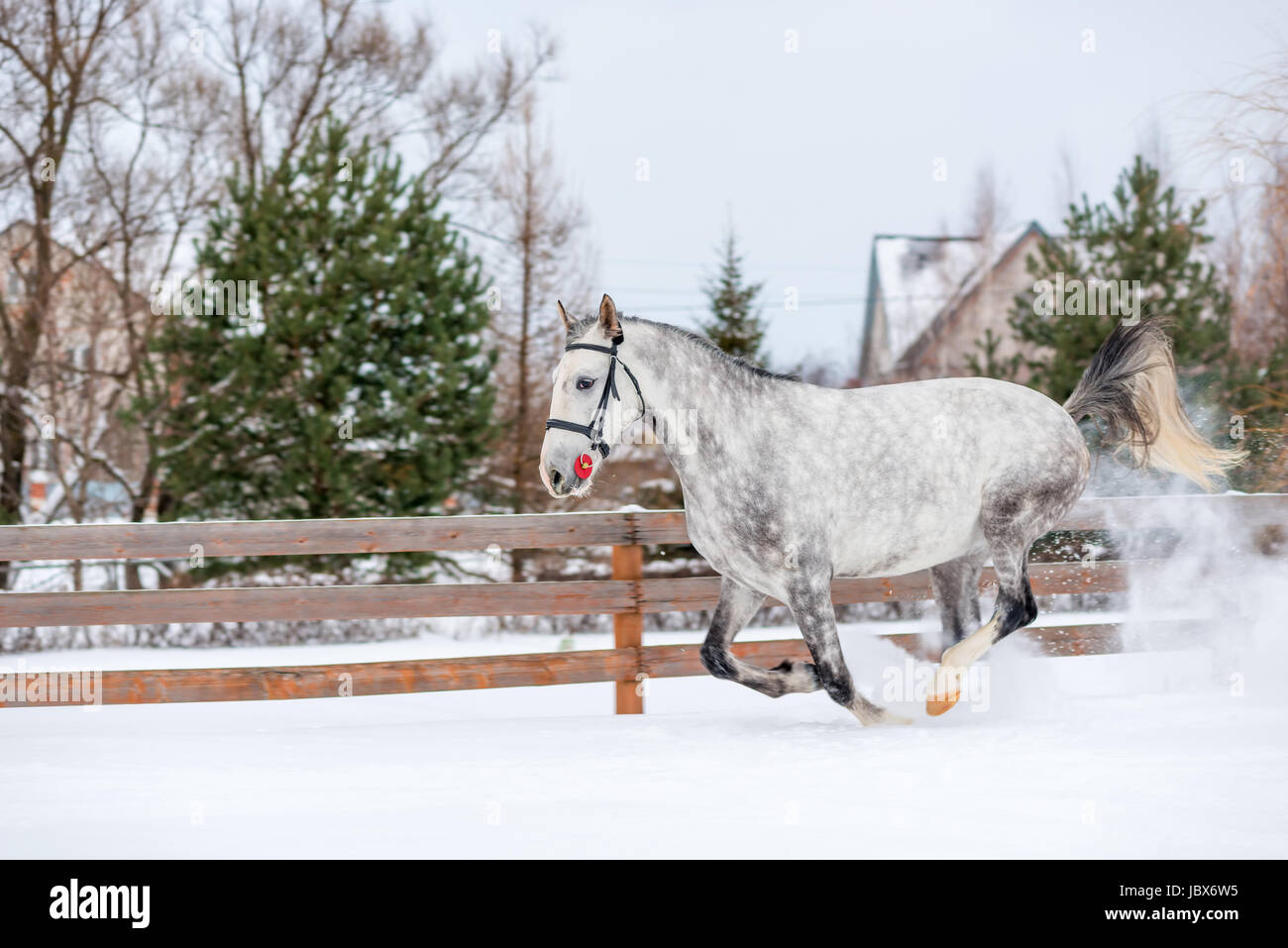 Dappled gray stallion hi-res stock photography and images - Alamy