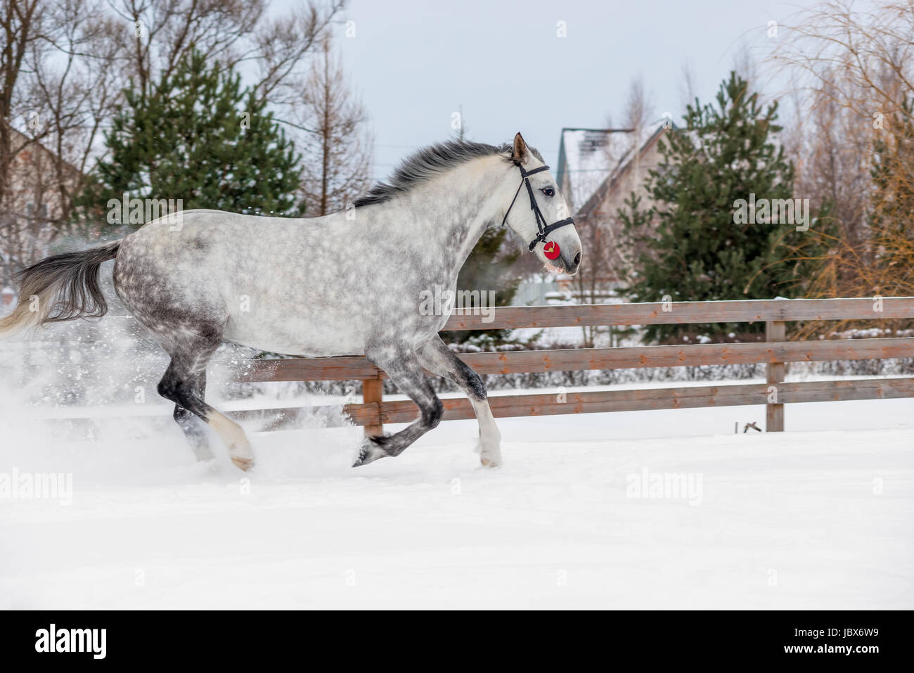 Thoroughbred sport horse rushes across the field in winter Stock Photo ...