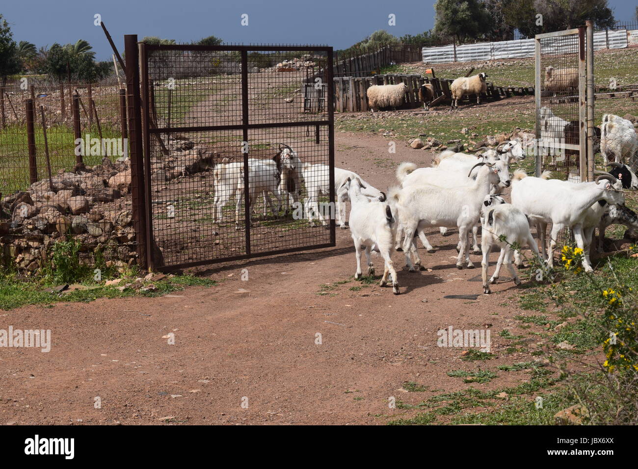 Sheep Farming Cyprus High Resolution Stock Photography and Images - Alamy