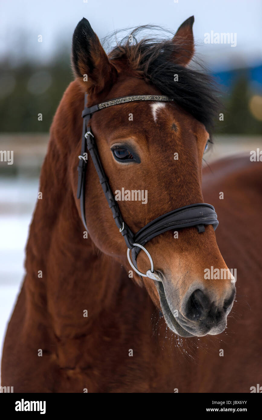 Muzzle of a beautiful brown horse close-up Stock Photo - Alamy