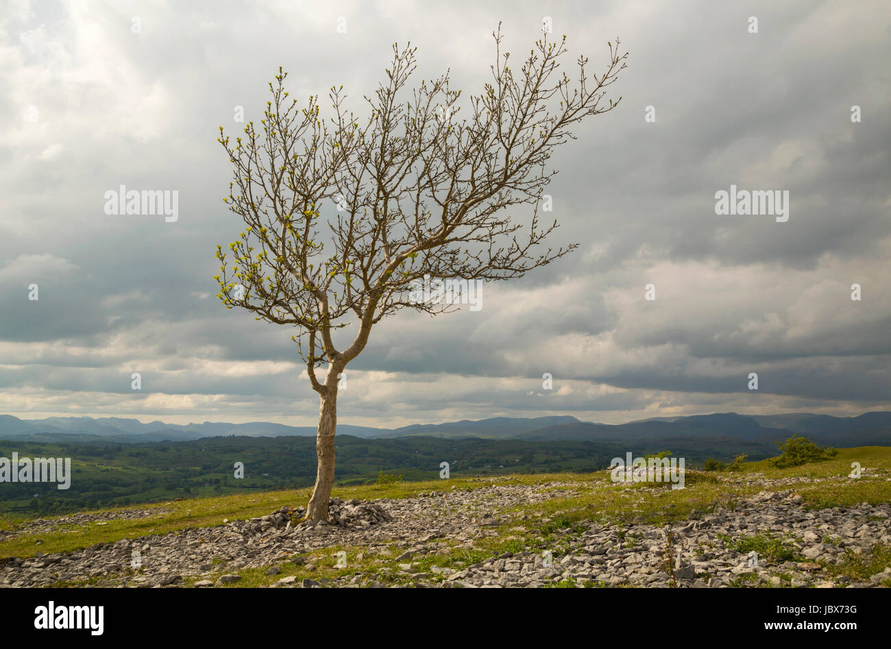 Lone tree on Scout Scar near Kendal in Cumbria Stock Photo - Alamy