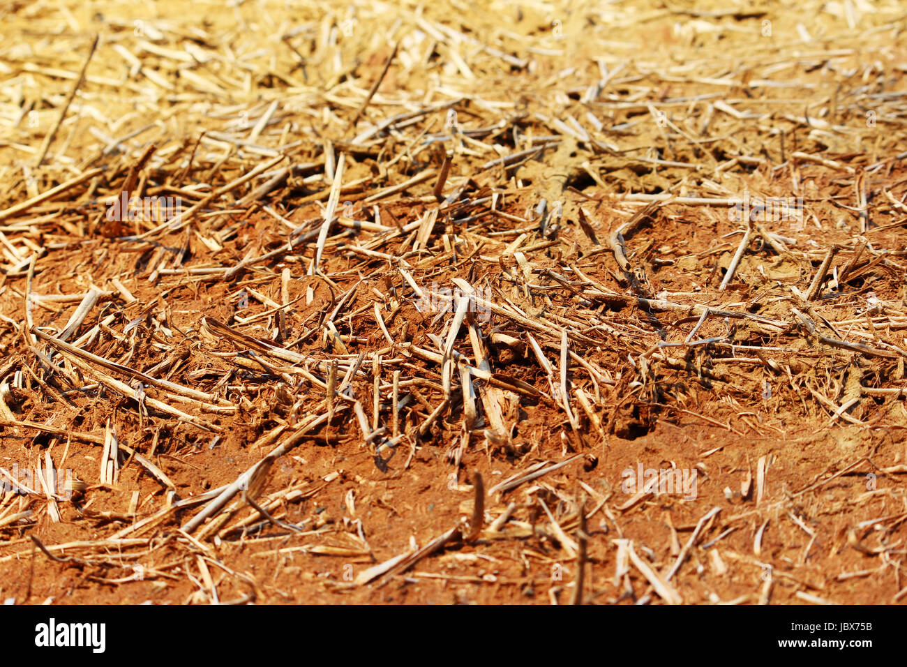 The wall texture of an adobe house made from barley straw and two kinds ...