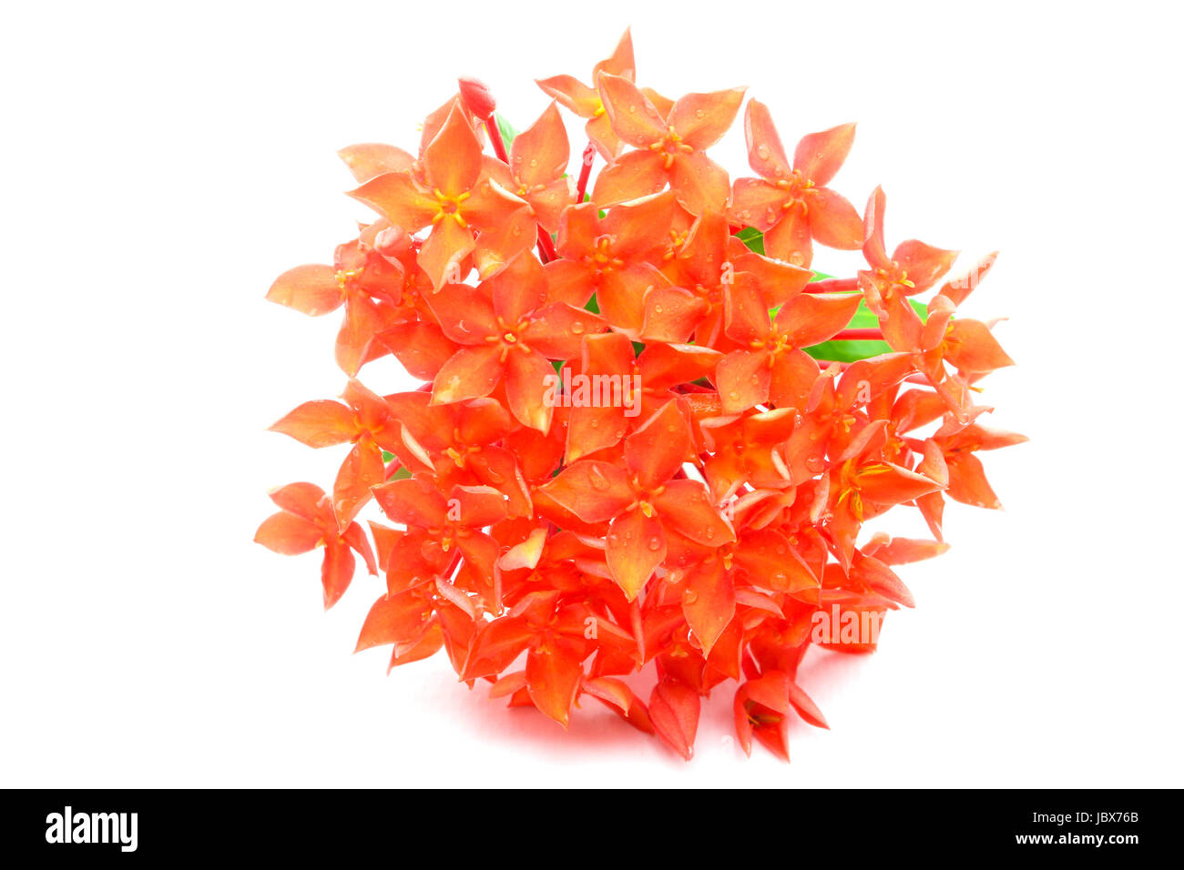 White flower west indian Cut Out Stock Images & Pictures - Alamy