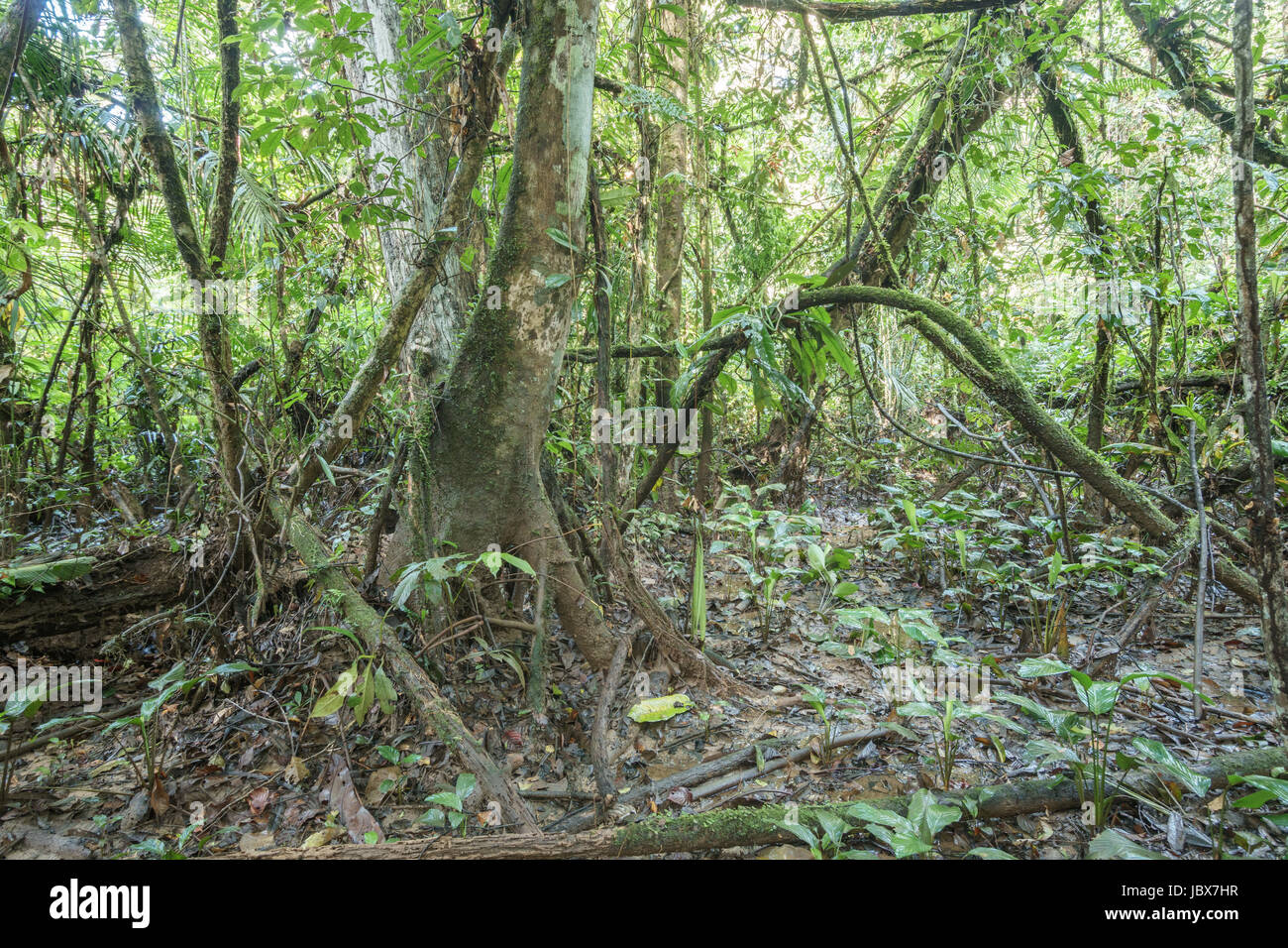 Swamp rainforest or Varzea forest near the edge of an Amazonian river ...