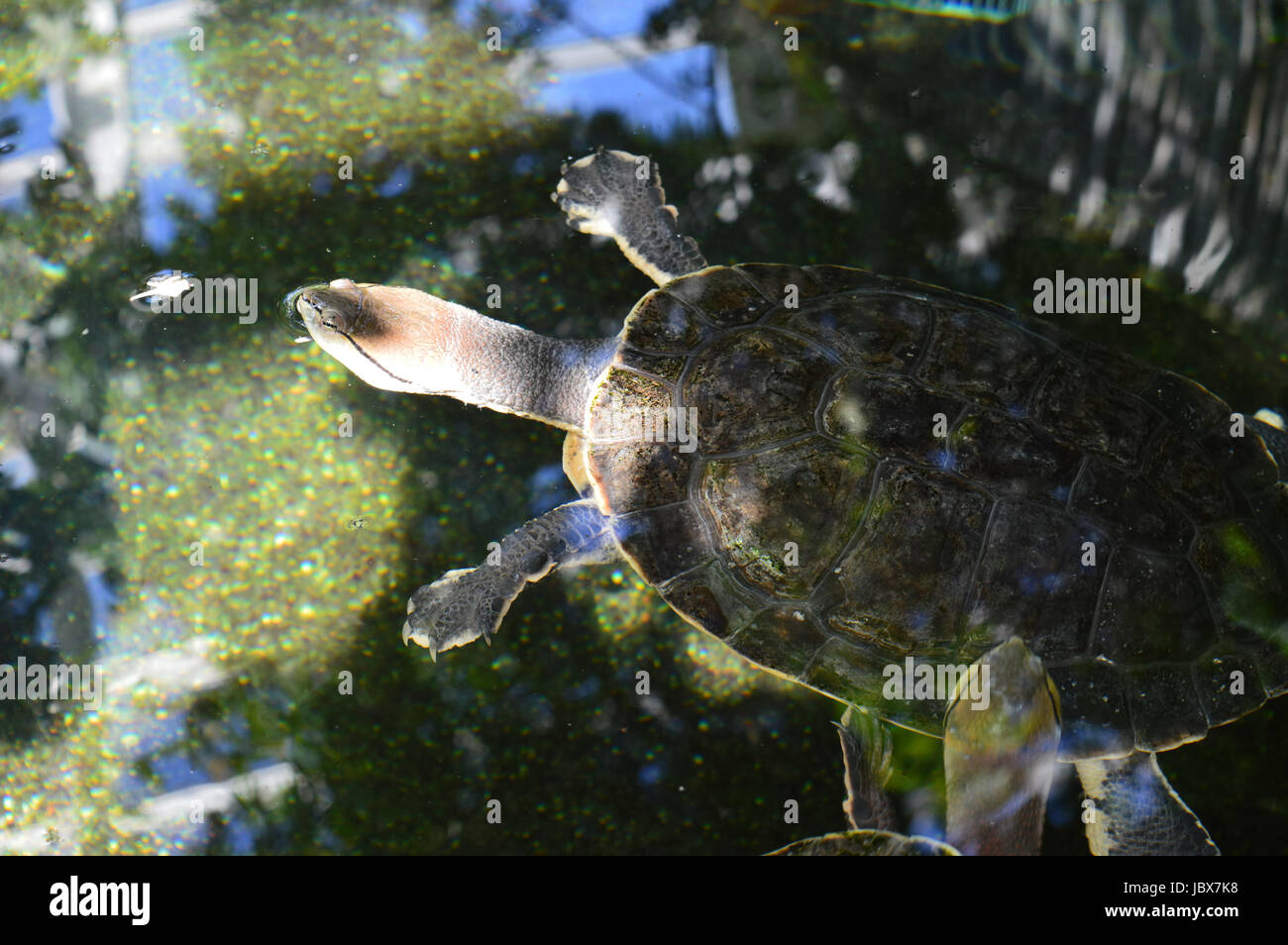 Turtle in the water Stock Photo - Alamy