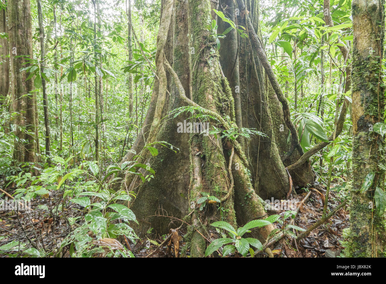 Buttress Roots In The Tropical Rainforest