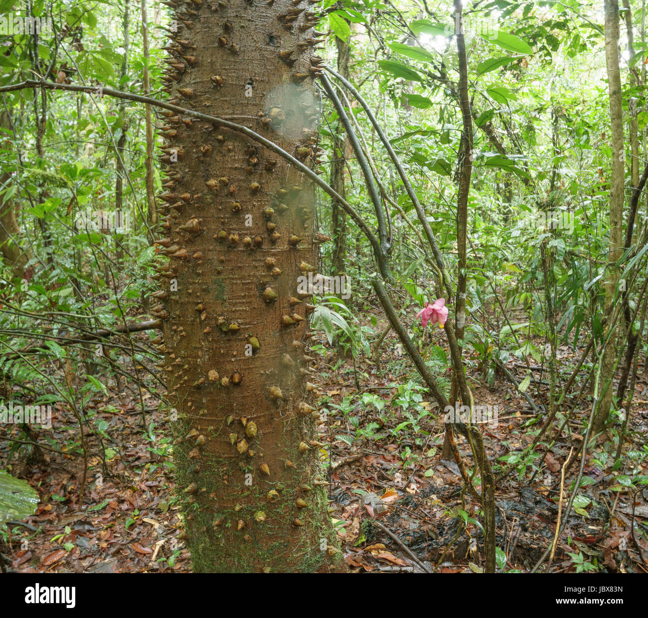 Spiny tree trunk in pristine tropical rainforest in the Ecuadorian ...