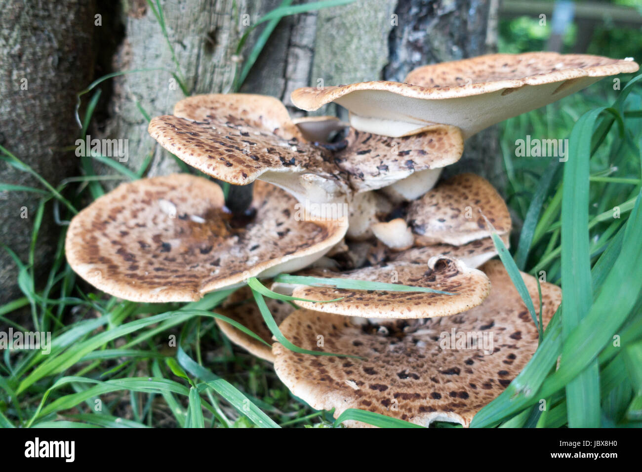 Fungi growth on dead tree hi-res stock photography and images - Alamy