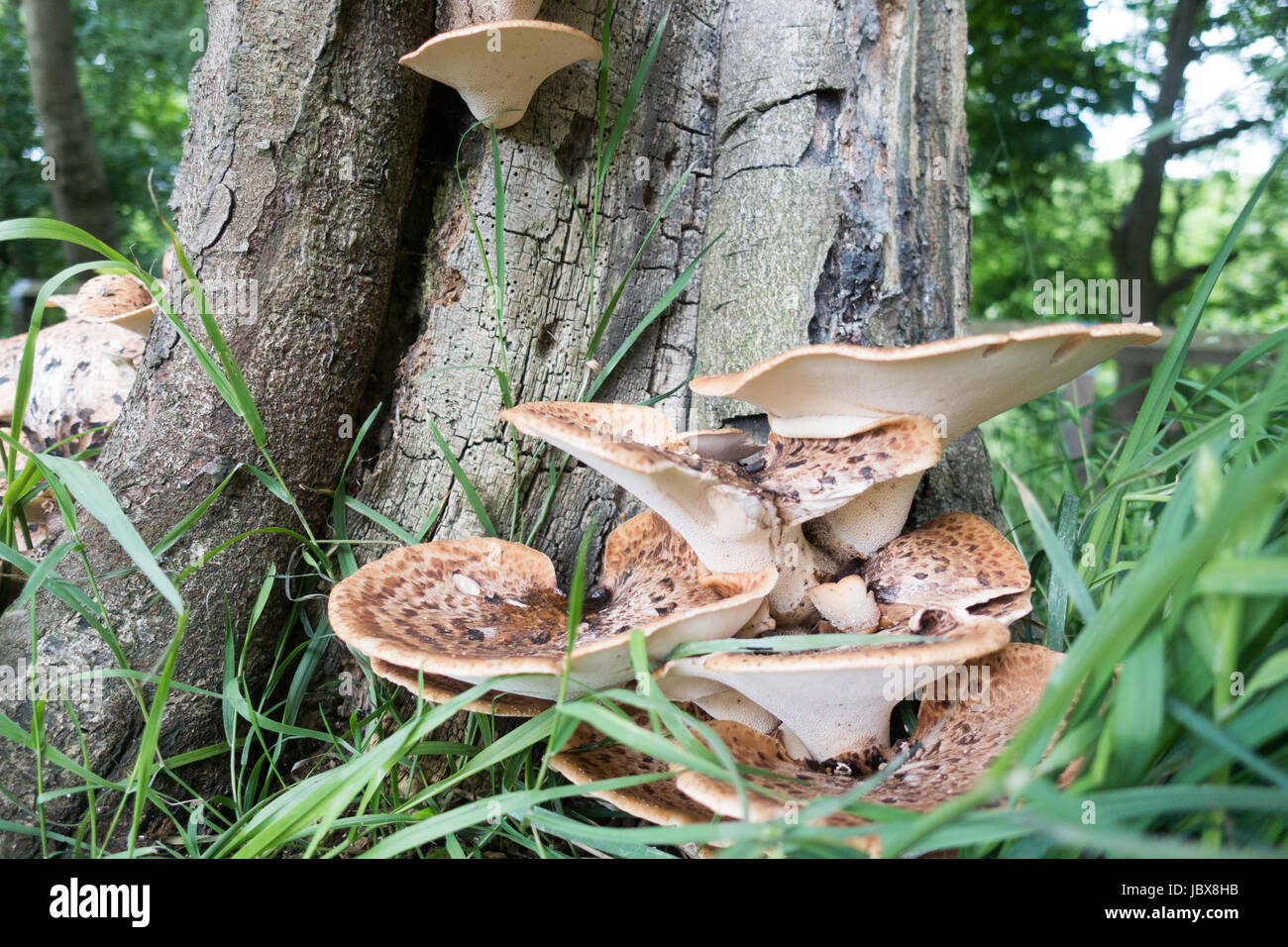 Polyporus squamosus fungus, growing on a dead tree in a public park in ...