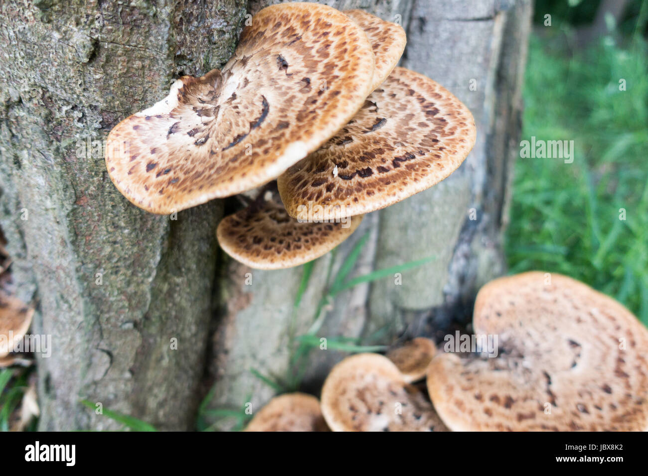 Polyporus squamosus fungus, growing on a dead tree in a public park in ...