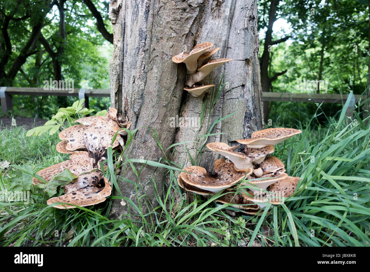 Polyporus squamosus edible mushroom growing hi-res stock photography ...