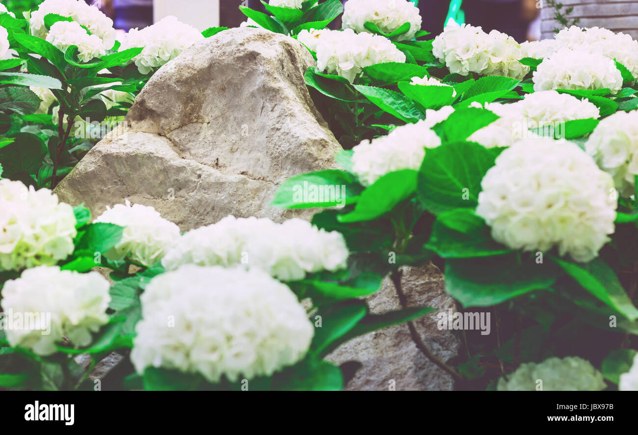 colorful flowers plant in nature concept look bright and beautyful ...