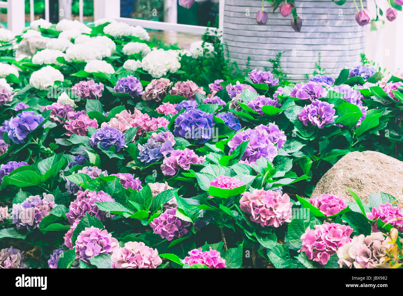 colorful flowers plant in nature concept look bright and beautyful ...