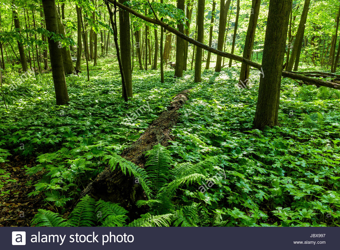 Deciduous Forest Floor High Resolution Stock Photography and Images - Alamy