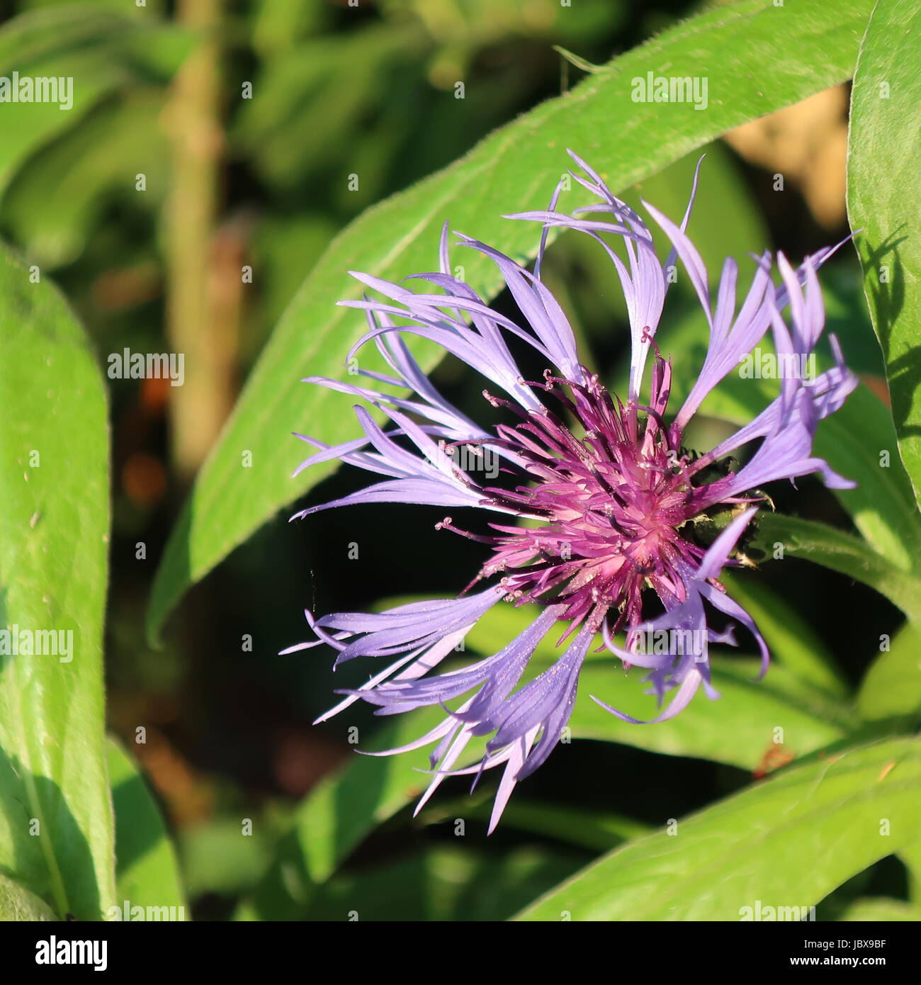 Square aspect ratio hi-res stock photography and images - Alamy