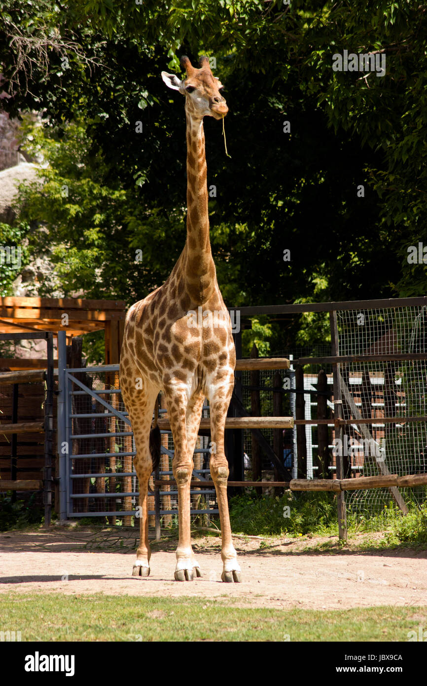 Animal at the Moscow zoo, giraffe Stock Photo - Alamy