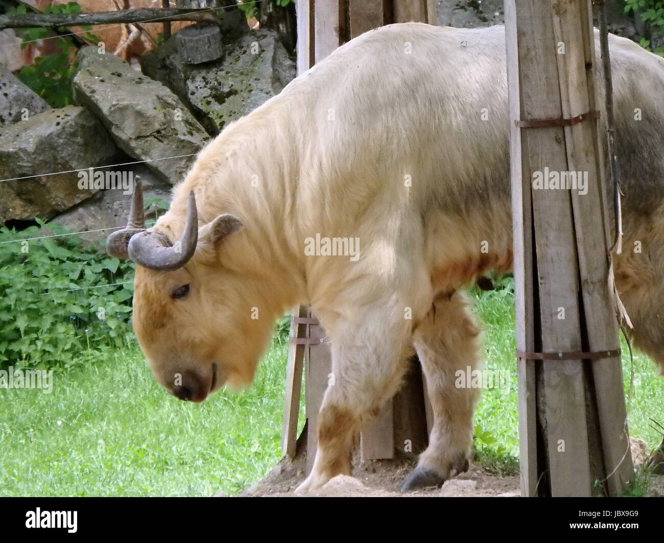 Golden takin, (Budorcas taxicolor bedfordi Stock Photo - Alamy