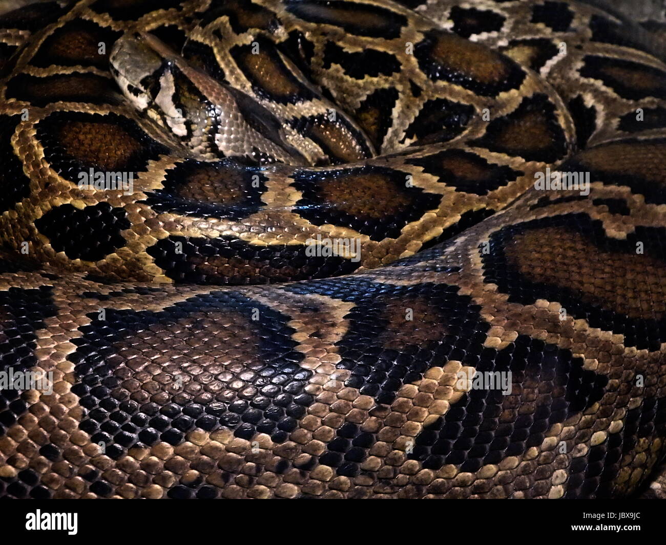 python royal, Python - leather - background, (Python regius Stock Photo ...