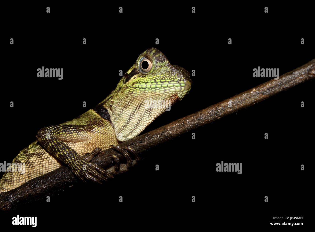 Female Malayan Crested Lizard (Gonocephalus grandis Stock Photo - Alamy