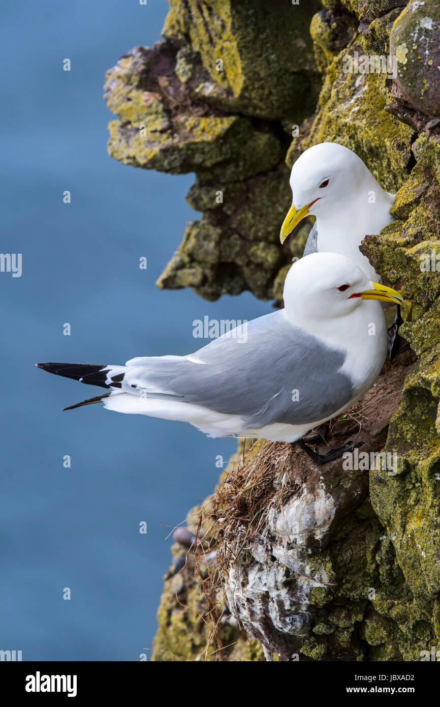 Black legged kittiwake rissa tridactyla on nest hi-res stock ...